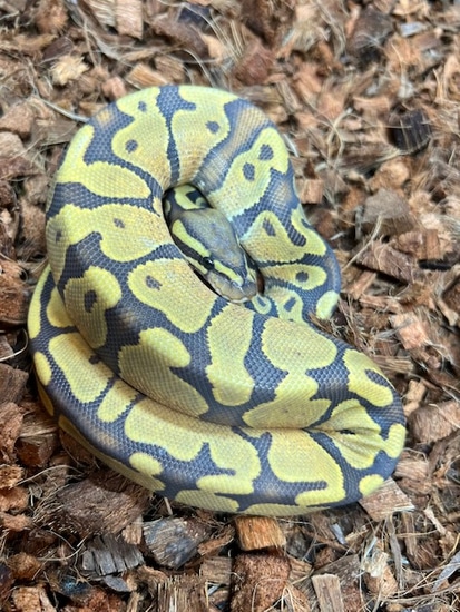 Hypo Enchi Ball Python by Black Sheep Exotics AZ