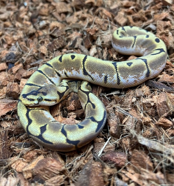 Enchi Spider HET Hypo Ball Python by Black Sheep Exotics AZ - MorphMarket