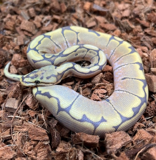 Hypo Spider Ball Python by Black Sheep Exotics AZ