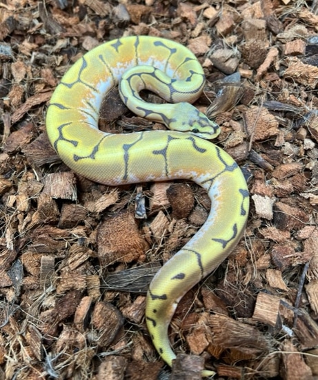 Hypo Enchi Spider Ball Python by Black Sheep Exotics AZ