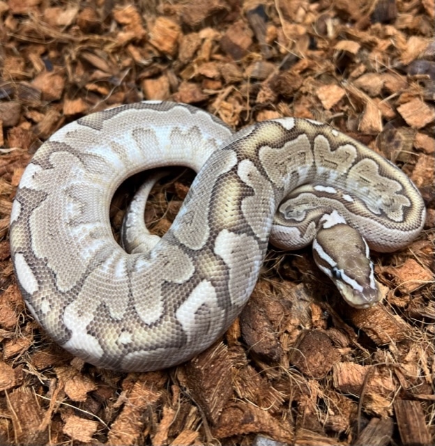 Bamboo 100% HET Pied Ball Python by Black Sheep Exotics AZ - MorphMarket