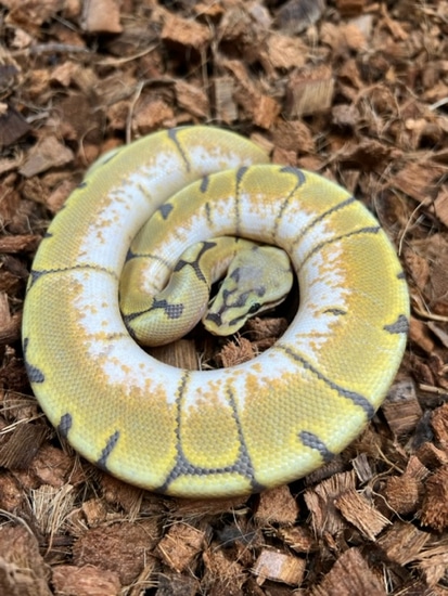 Hypo Enchi Spider Ball Python by Black Sheep Exotics AZ