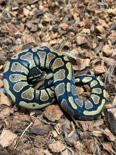 Normal HET Tri-Stripe Ball Python by Black Sheep Exotics AZ - MorphMarket