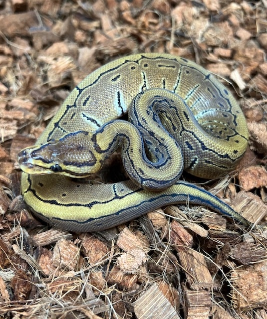 Pinstripe Ball Python by Black Sheep Exotics AZ - MorphMarket