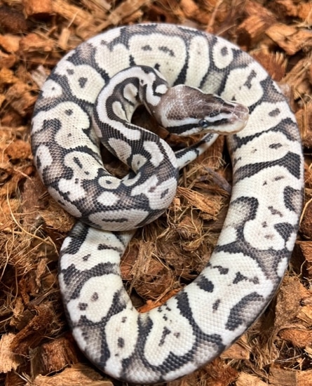 Pastel Axanthic (VPI) Ball Python by Black Sheep Exotics AZ