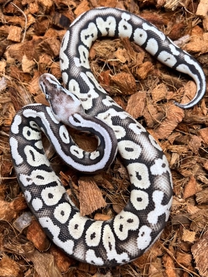 Pastel Axanthic (VPI) Ball Python by Black Sheep Exotics AZ