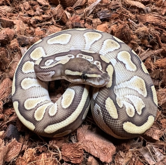 Butter DH Axanthic (VPI) Genetic Stripe Ball Python by Black Sheep Exotics AZ