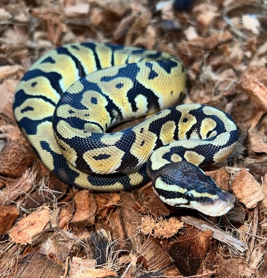 Pastel DH Axanthic (VPI) Desert Ghost Ball Python by Black Sheep Exotics AZ