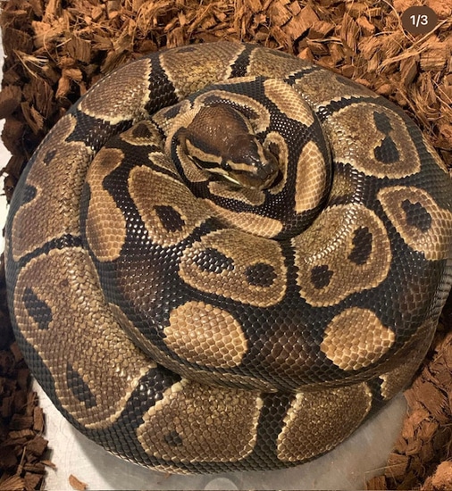 Normal Ball Python by Black Sheep Exotics AZ