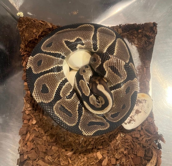 Leopard Ball Python by Black Sheep Exotics AZ