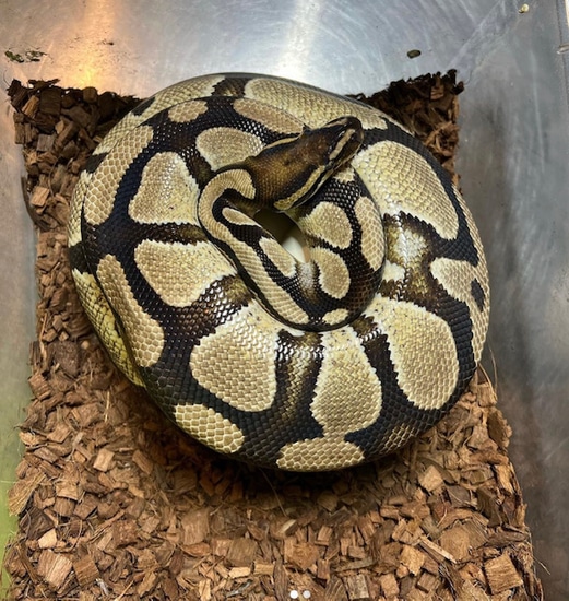 Orange Dream Ball Python by Black Sheep Exotics AZ