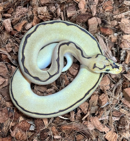 Pastel Spider Clown Poss Blade Ball Python by Black Sheep Exotics AZ