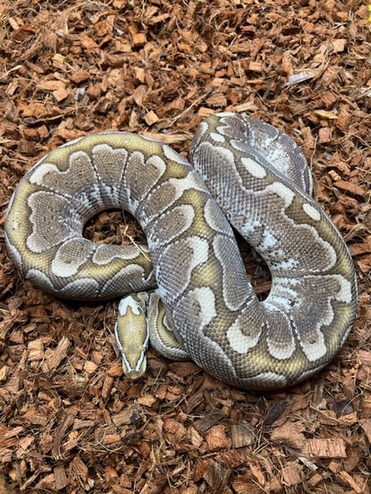Bamboo Ball Python by Black Sheep Exotics AZ