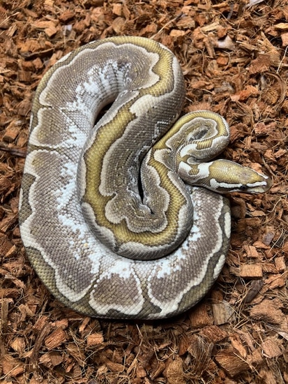 Bamboo Ball Python by Black Sheep Exotics AZ