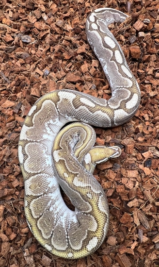Bamboo Ball Python by Black Sheep Exotics AZ