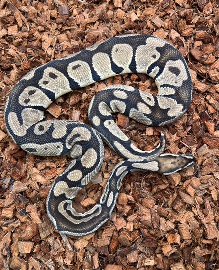 Orange Dream 100% HET Pied Ball Python by Black Sheep Exotics AZ