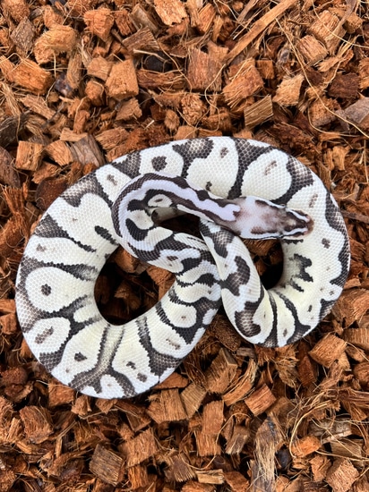 Pastel VPI Axanthic Ball Python by Black Sheep Exotics AZ