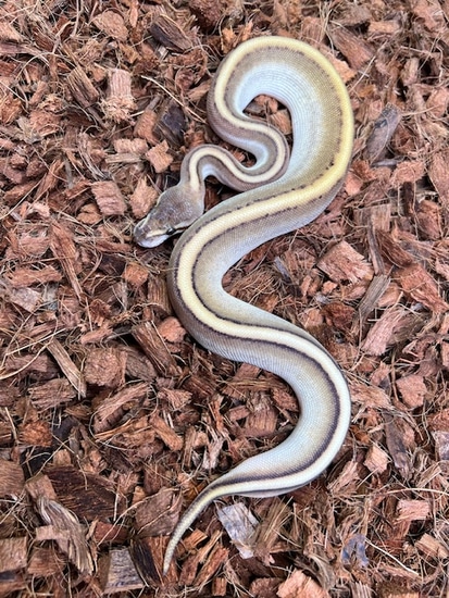 Butter Genetic Stripe Ball Python by Black Sheep Exotics AZ