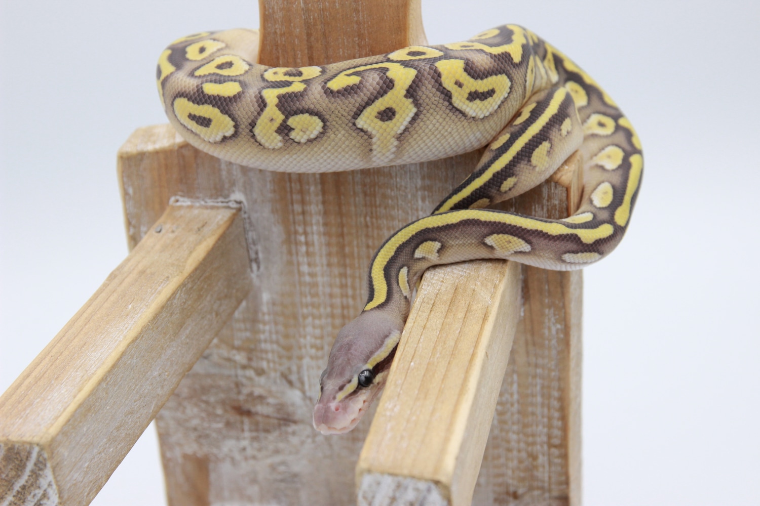 Moving Target Exotics's Collection - MorphMarket