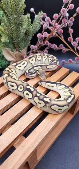 Pastave Triple Het Hypo/Axanthic VPI/Pied Ball Python by Moving Target ...