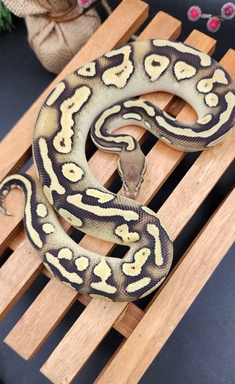*No Reserve* Pastave Triple Het Hypo/Axanthic VPI/Pied Ball Python by ...