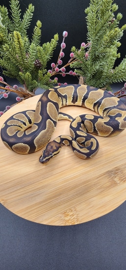 Triple Het Hypo/Axanthic VPI/Pied Ball Python by Moving Target Exotics