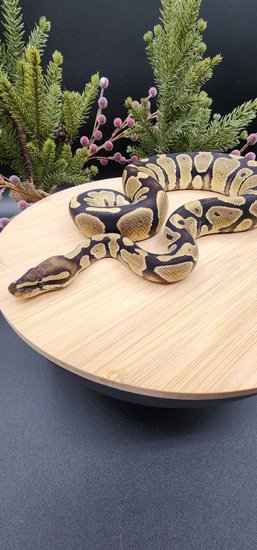 1.1 Pair Triple Het Hypo Axanthic VPI Pied Ball Python by Moving Target ...