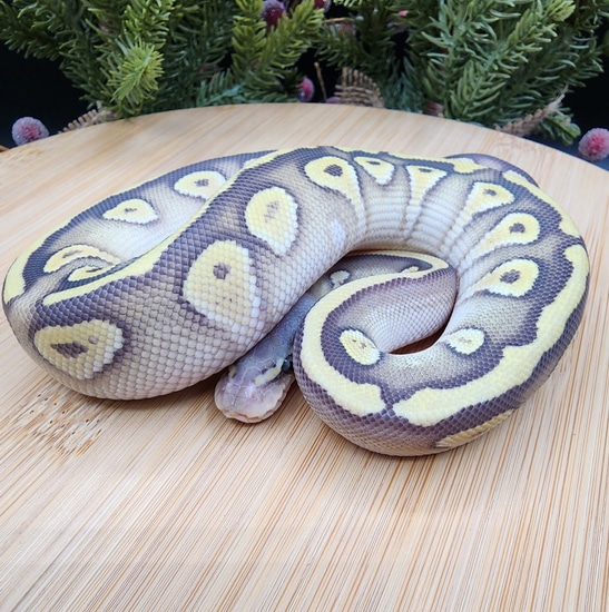 Pastel Mojave Hypo Het Axanthic VPI Ball Python by Moving Target Exotics
