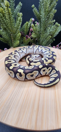 Mojave Het Axanthic VPI 66% Het Hypo 50% Het Pied Ball Python by Moving ...