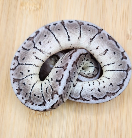 Pastel Pinstripe Axanthic VPI Ball Python by Moving Target Exotics