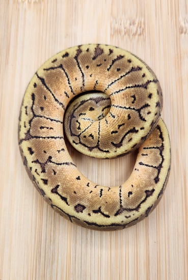 Pastel Pinstripe 66% Het Axanthic VPI Ball Python by Moving Target Exotics
