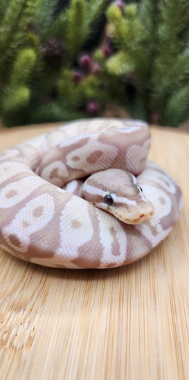 Banana Axanthic VPI Ball Python by Moving Target Exotics