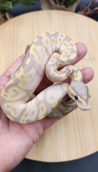 Pastel Banana 66% Het Axanthic VPI Ball Python by Moving Target Exotics