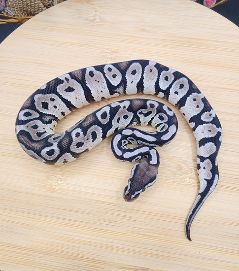 Pastel Axanthic VPI Ball Python by Moving Target Exotics