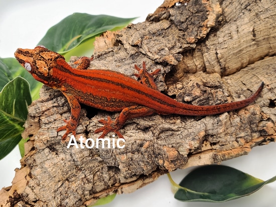 Atomic Gargoyle Gecko by BH Exotix