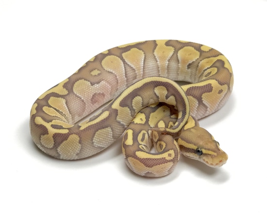 Butter Ghost Ball Python by Reptile Genetic Services, LLC