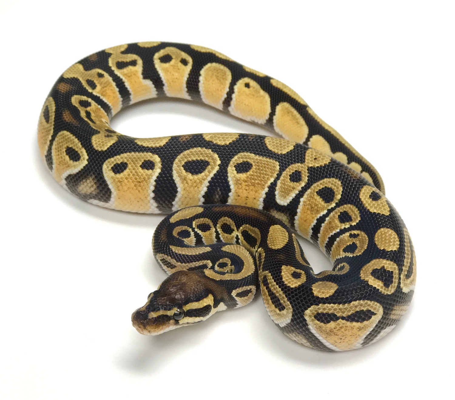 OD Het G-Stripe Ball Python by Reptile Genetic Services, LLC - MorphMarket