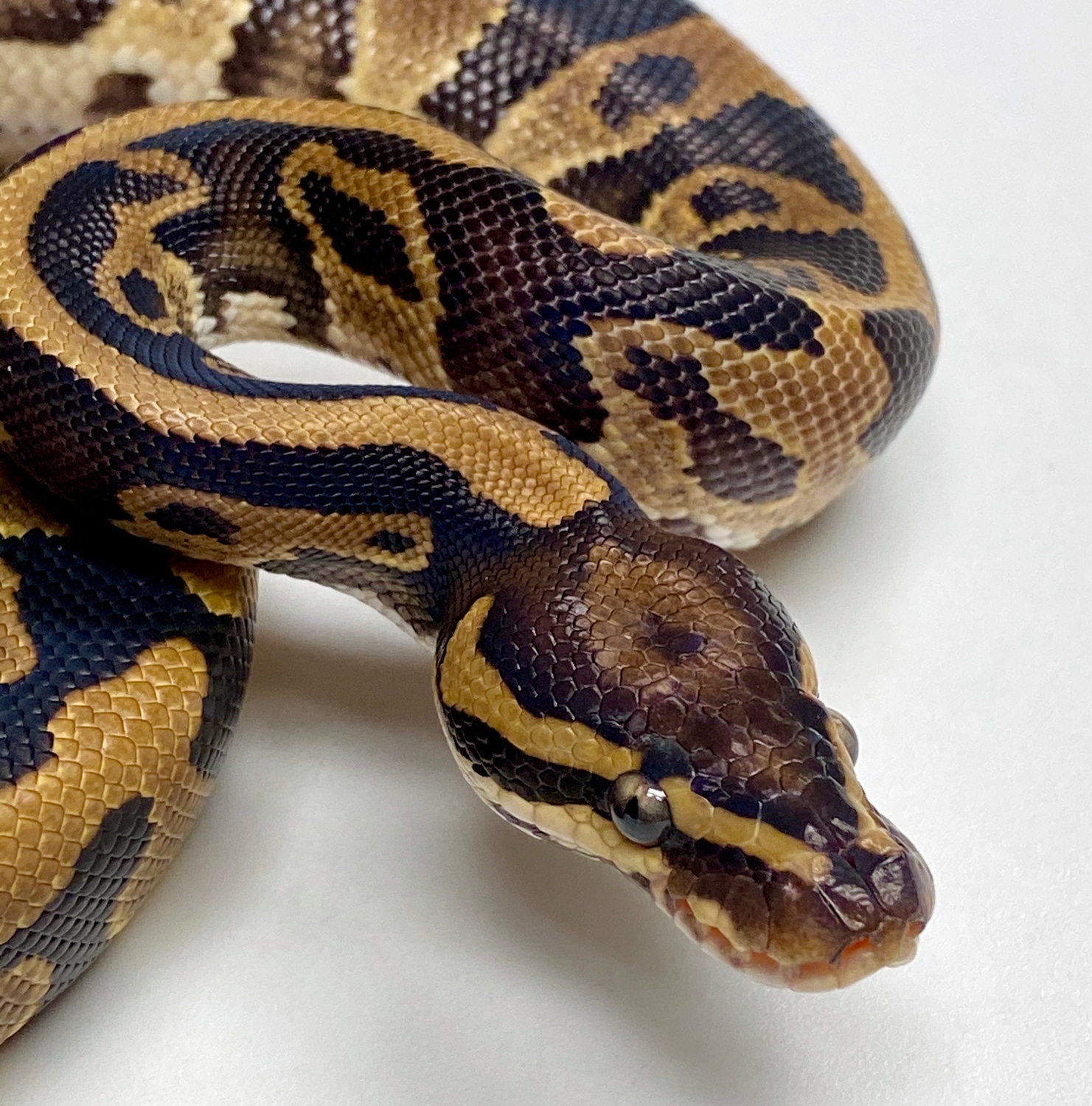 Leopard YB Het Pied Pos Het Clown Ball Python by Reptile Genetic ...