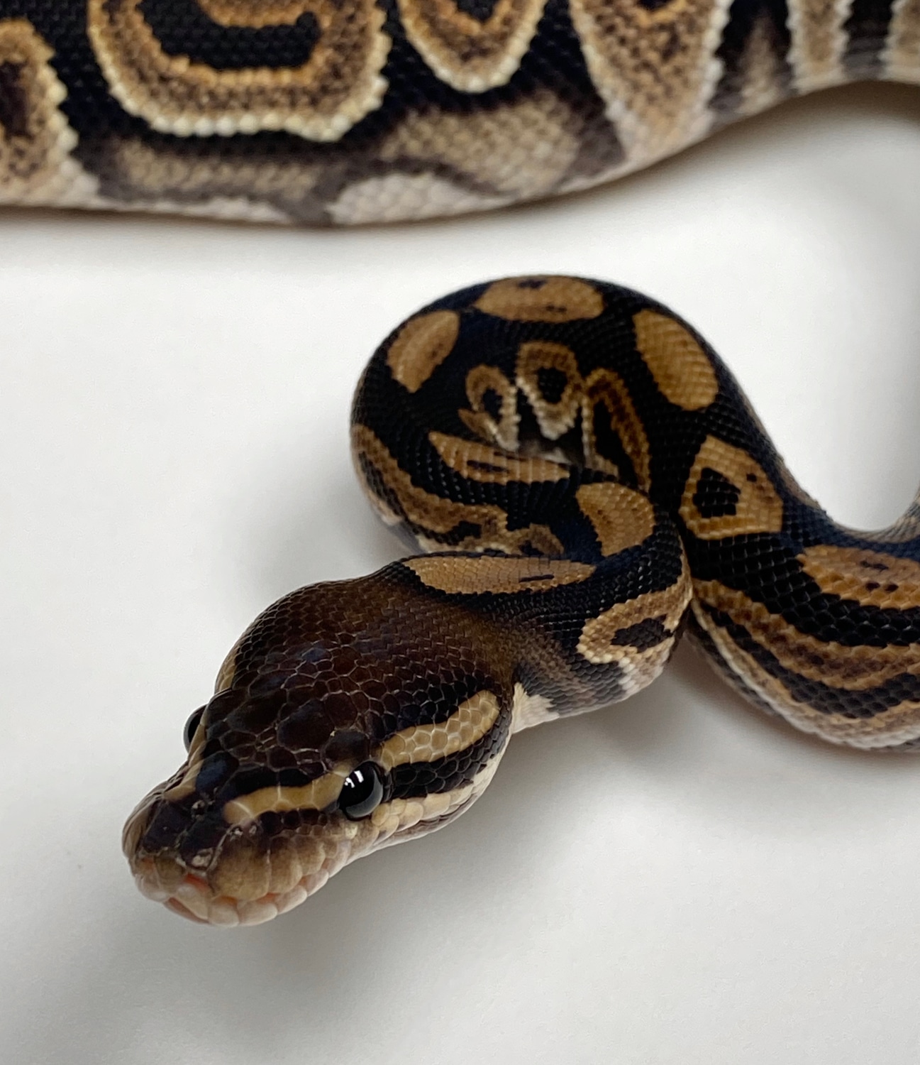 Black Pastel Het Clown Het Ghost Ball Python by Reptile Genetic ...