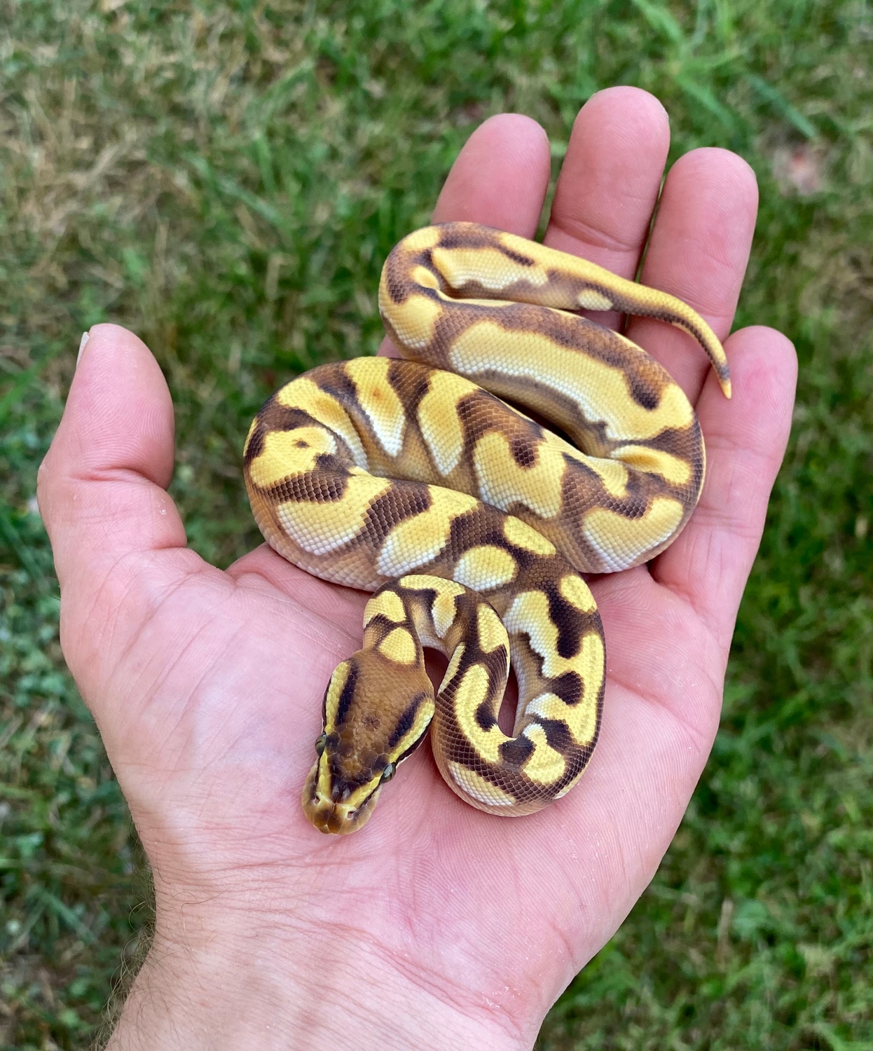 Super OD Enchi Mojave Ball Python by Reptile Genetic Services, LLC ...