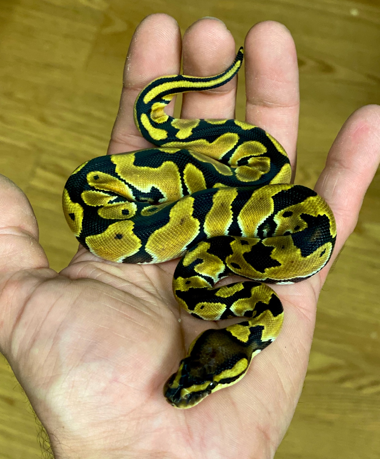 OD Pos Het Ghost Ball Python by Reptile Genetic Services, LLC - MorphMarket