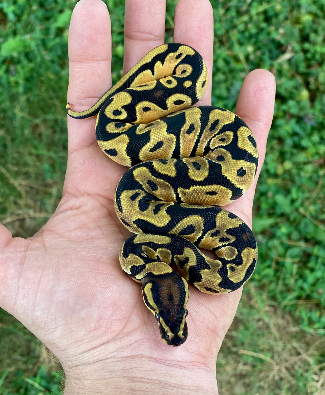 Super OD Ball Python by Reptile Genetic Services, LLC - MorphMarket