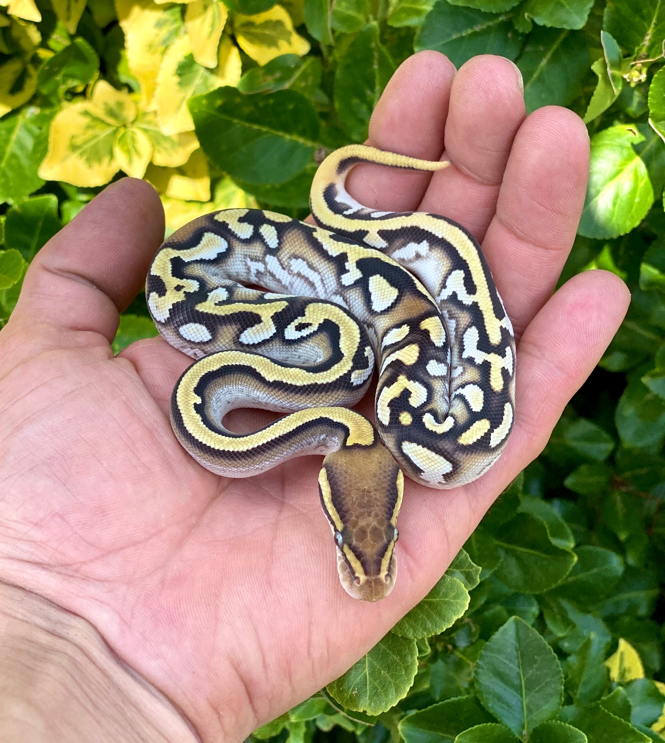 OD Leopard Mojave Pos Het Clown/Pied Ball Python by Reptile Genetic ...