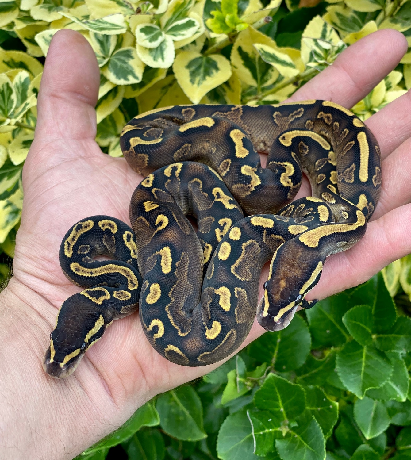 GHI Enchi YB Pos Het Pied Ball Python by Reptile Genetic Services, LLC ...