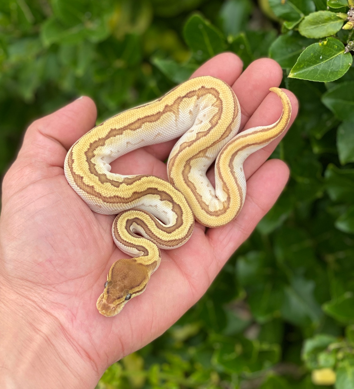 Super OD Mojave Pinstripe Ball Python by Reptile Genetic Services, LLC ...