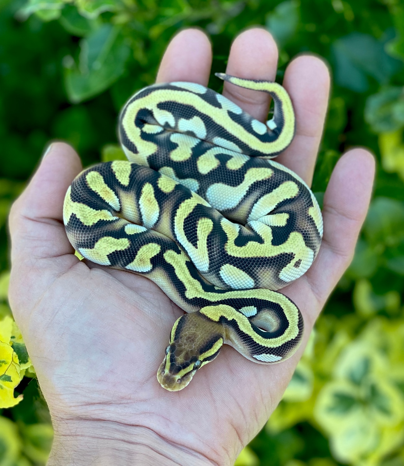 Super OD Mojave Ball Python by Reptile Genetic Services, LLC - MorphMarket