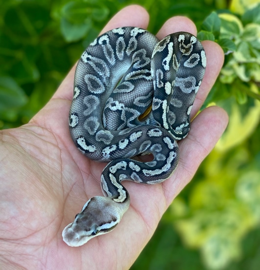 GHI Black Pewter Het Clown Ph Ghost Ball Python by Reptile Genetic ...