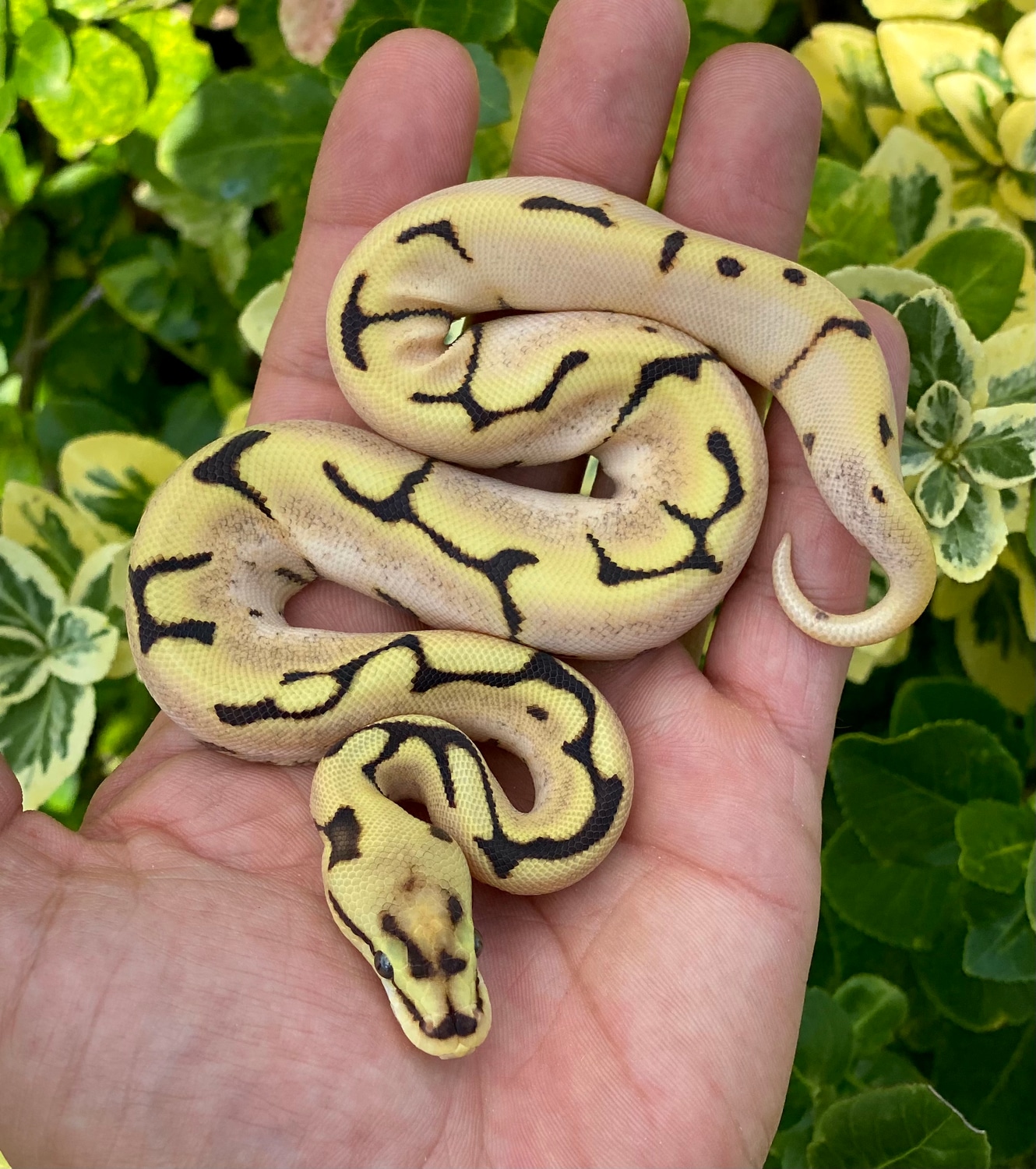 OD Fire YB Spider Ball Python by Reptile Genetic Services, LLC ...