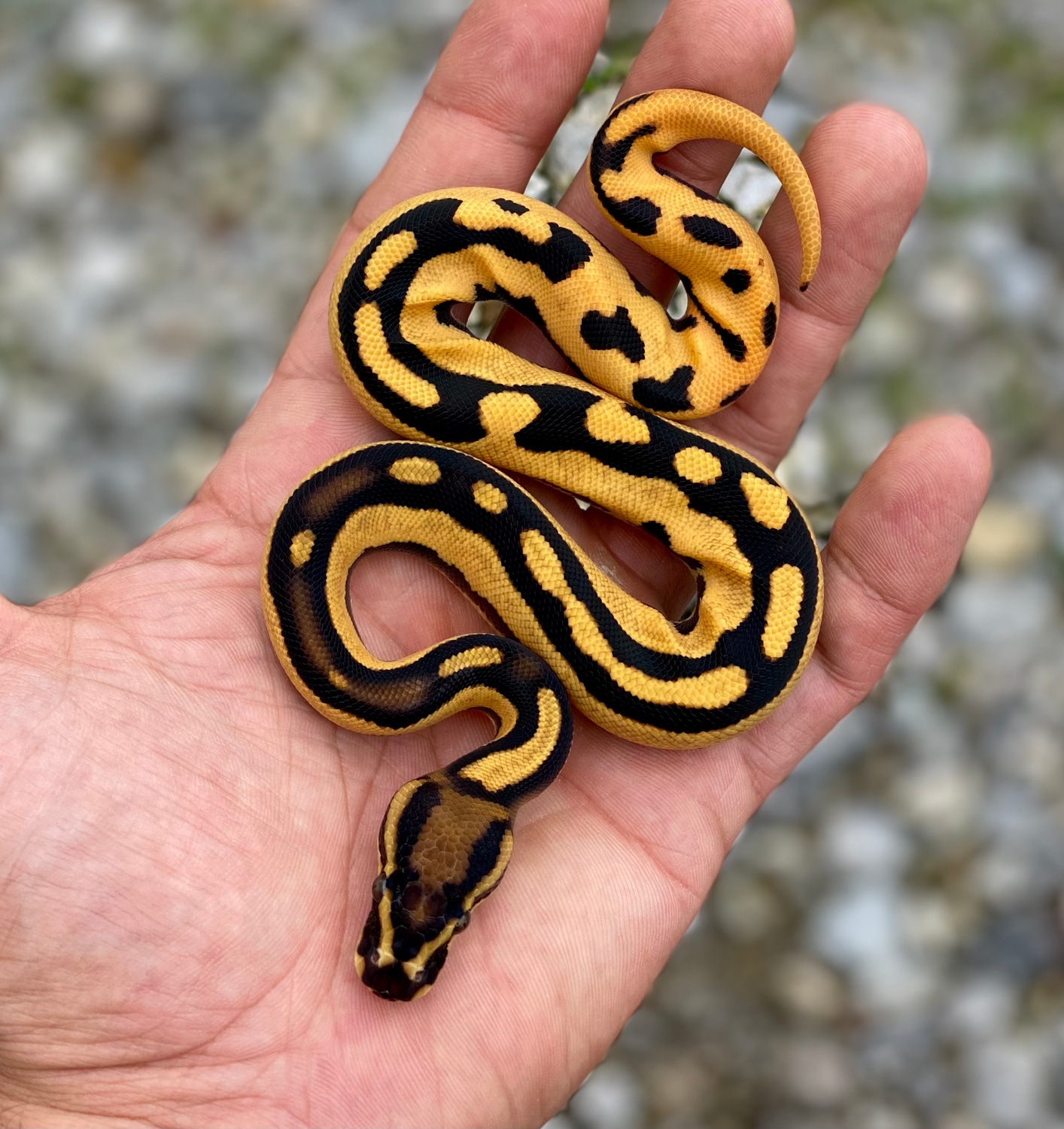 Super OD Fire Leopard Blade 50% Pos TH Clown/Pied/G-Stripe Ball Python ...