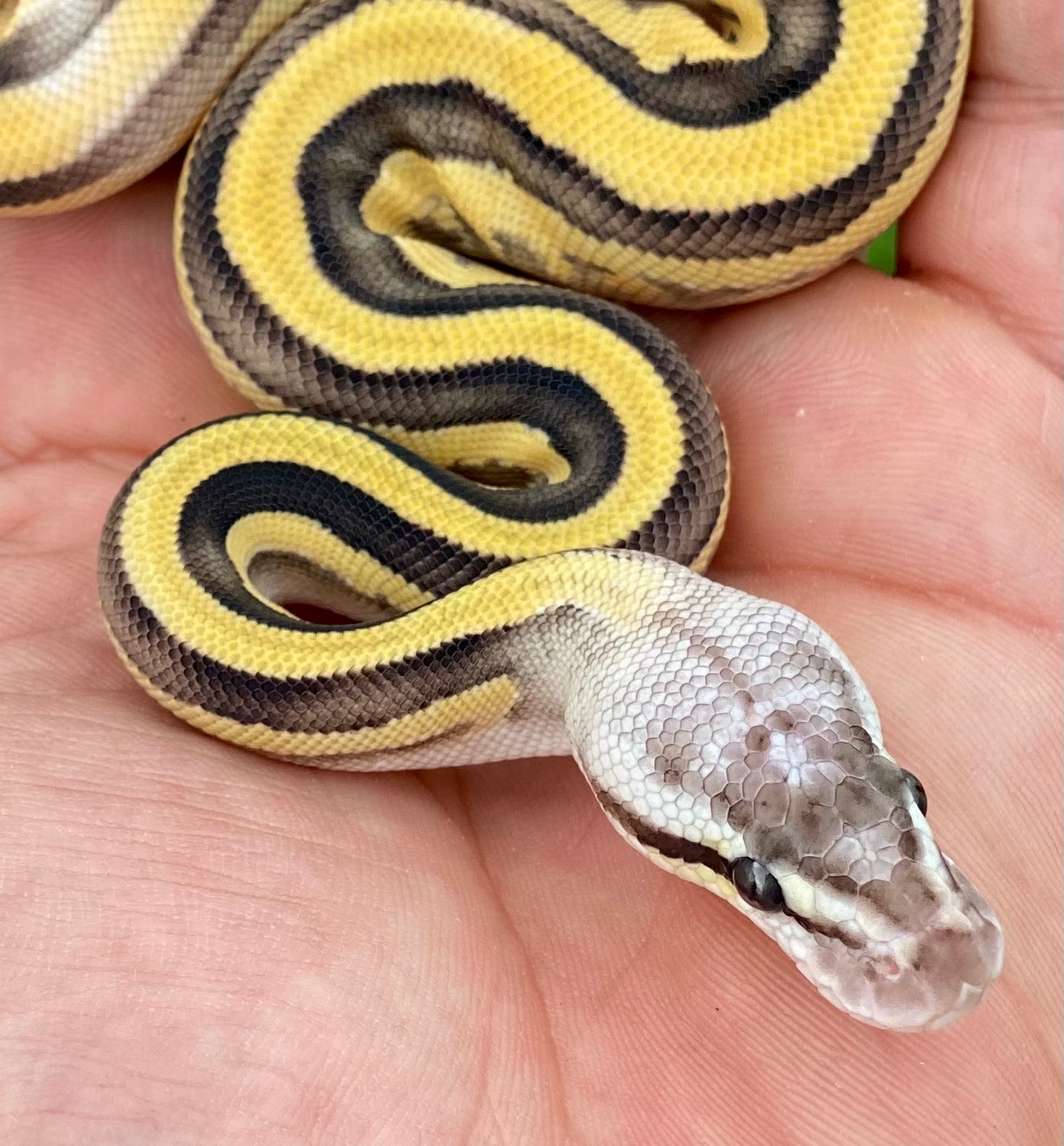 Super OD Leopard Firefly 50% Pos TH Clown/Pied/G-Stripe Ball Python by ...